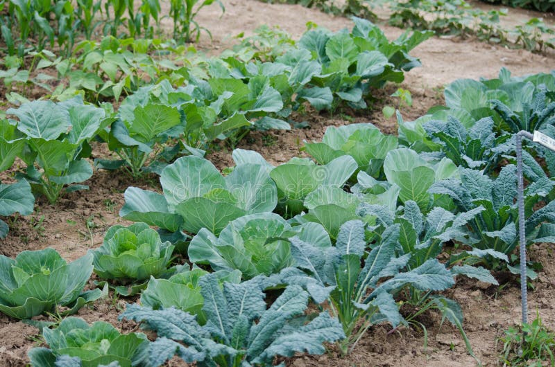 Vegetable Garden stock photo. Image of design, landscape - 100019942