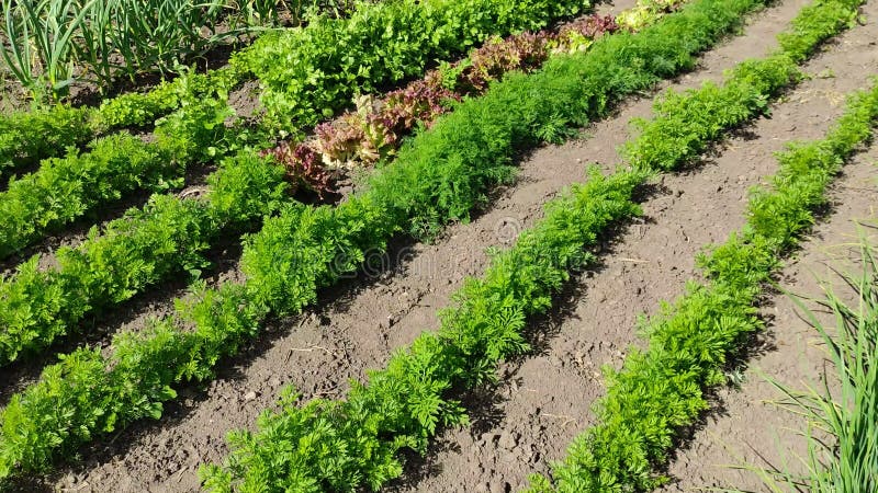 Vegetable Garden with Rows of Vegetables in Spring in Windy Weather ...