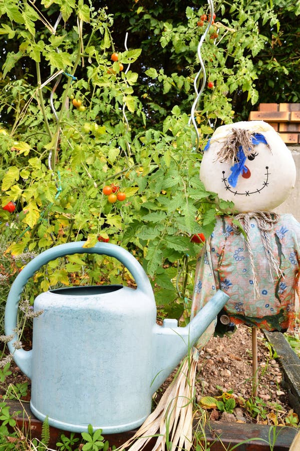 Scarecrow and Tomato Plants Stock Photo - Image of vegetable ...