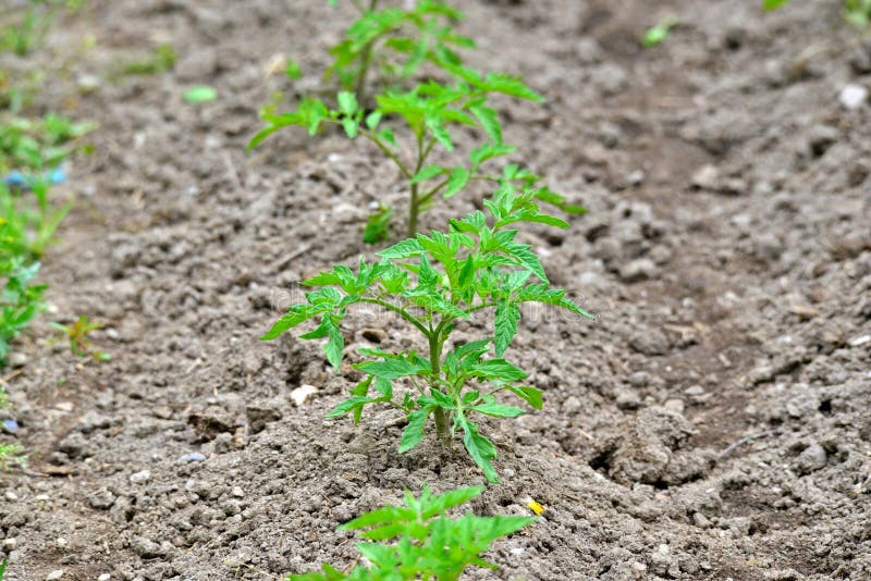 Vegetable Garden in Spring Image Stock Image - Image of garden, salad ...