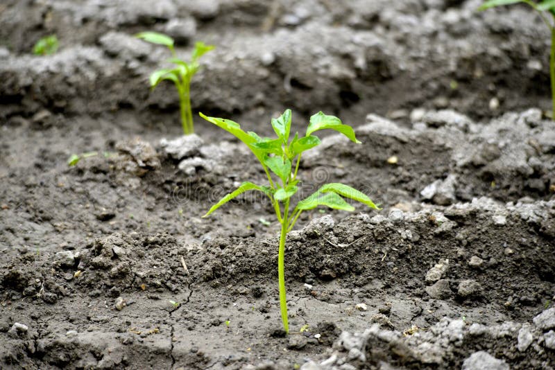Vegetable Garden in Spring Image Stock Photo - Image of june, basil ...
