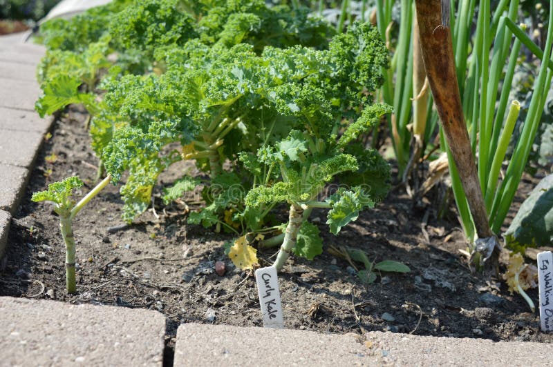 Vegetable Garden during the Summer Stock Image - Image of leaves ...