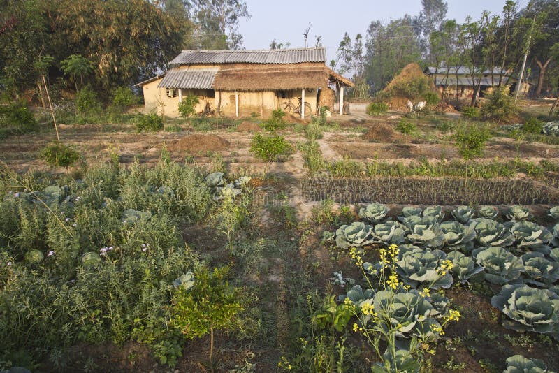 Vegetable Garden in Tharu Home in Nepal Stock Photo - Image of ...
