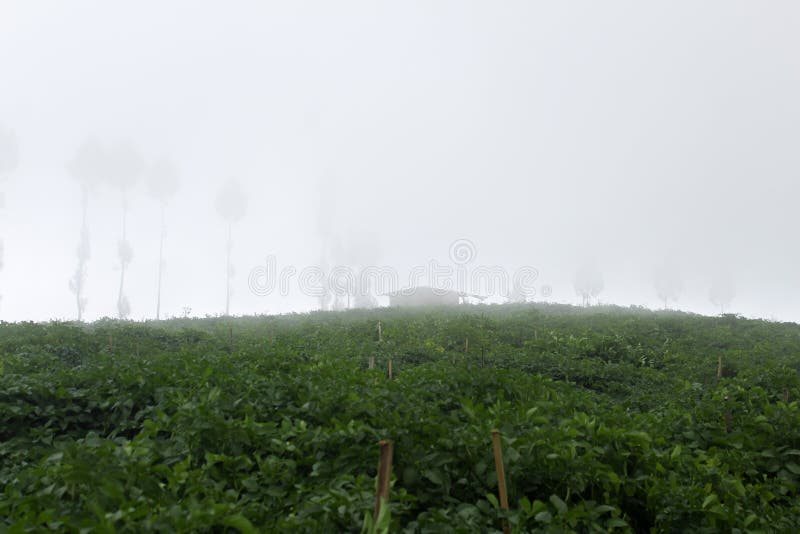 Vegetable Garden and Thick Fog Stock Image - Image of mountain ...