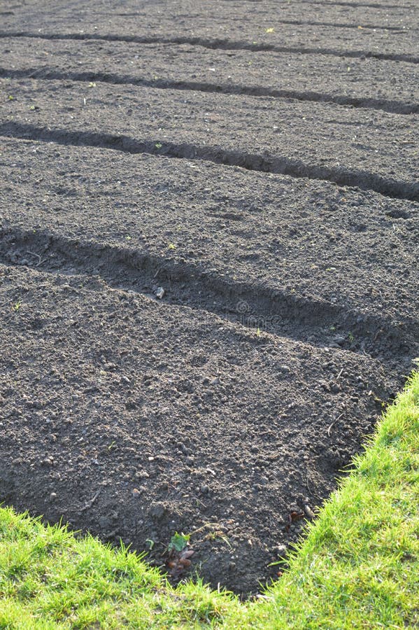 Vegetable Garden Trench Furrows. Stock Photo - Image of shallow ...