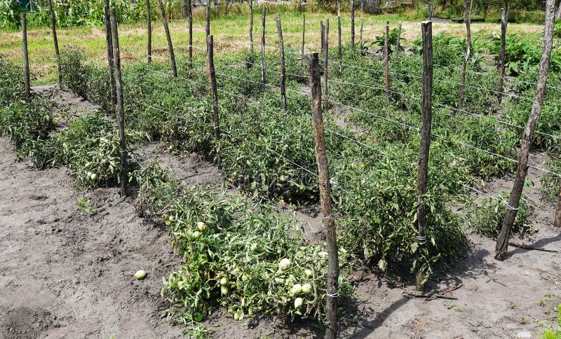 Vegetable Garden in a Ukrainian Village Stock Photo - Image of high ...
