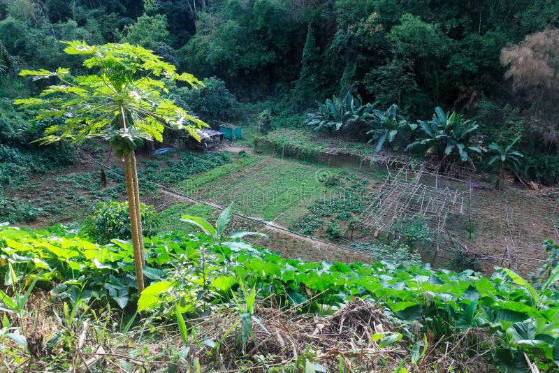 Vegetable Garden stock image. Image of park, chairs, mountain - 93456003