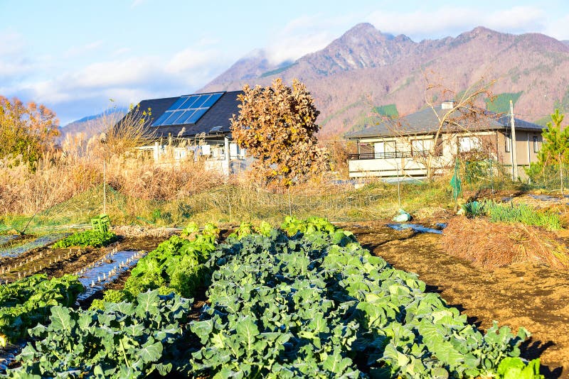 Vegetable Garden Village Rural in Japan Stock Image - Image of moss ...