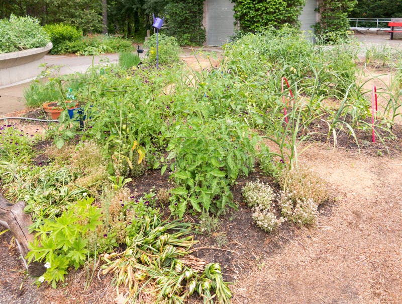 Vegetable garden stock image. Image of cultivate, plant - 56384295