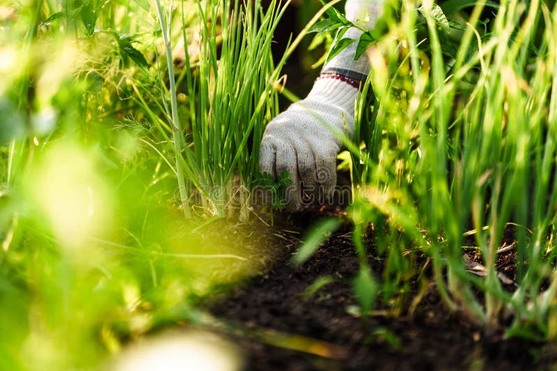 A Vegetable Gardener is Using a Shovel To Dig Up Scallion To Sell Stock ...