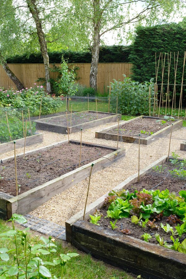 Vegetable Gardening, Vegetable Beds, UK Stock Image - Image of home ...
