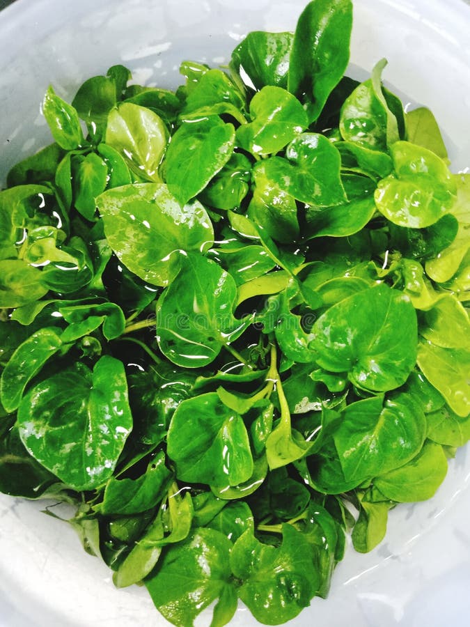 Vegetable stock photo. Image of tree, hurb, leaf, vegetable - 134157256