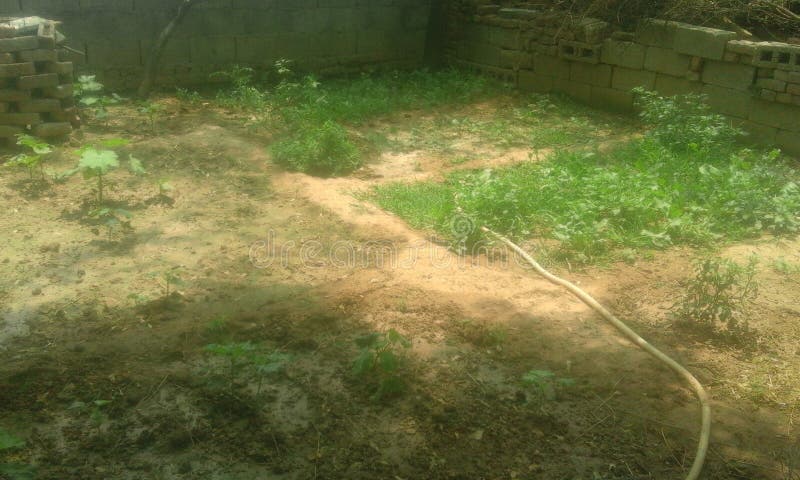 Vegetable grow land stock image. Image of green, grow - 188482551