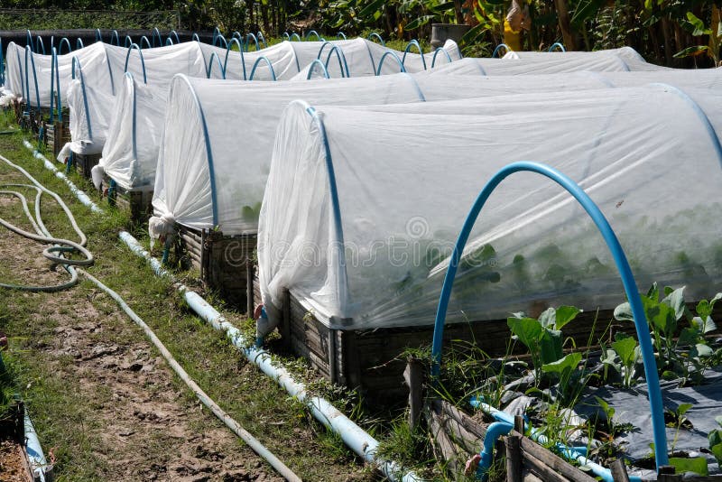 Vegetable Grow in Net for Protecting Insect Stock Photo - Image of ...