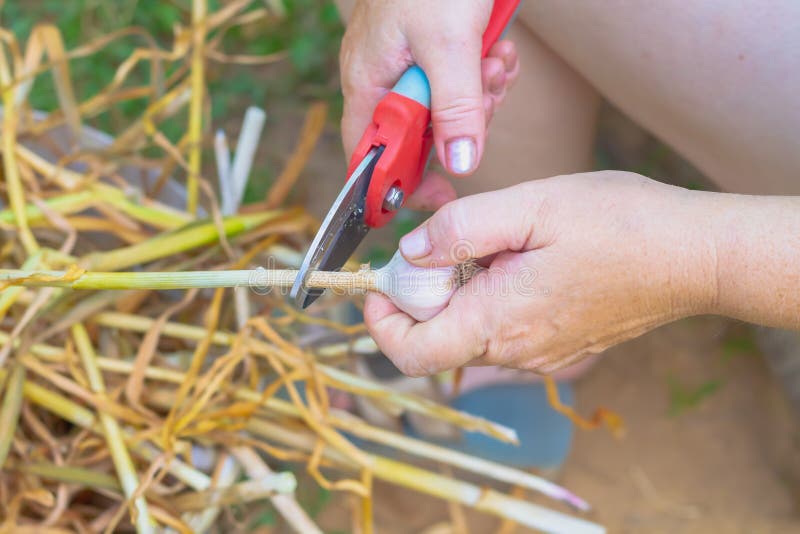 The Vegetable Grower Cuts the Roots and Stems of Garlic with a Pruner ...