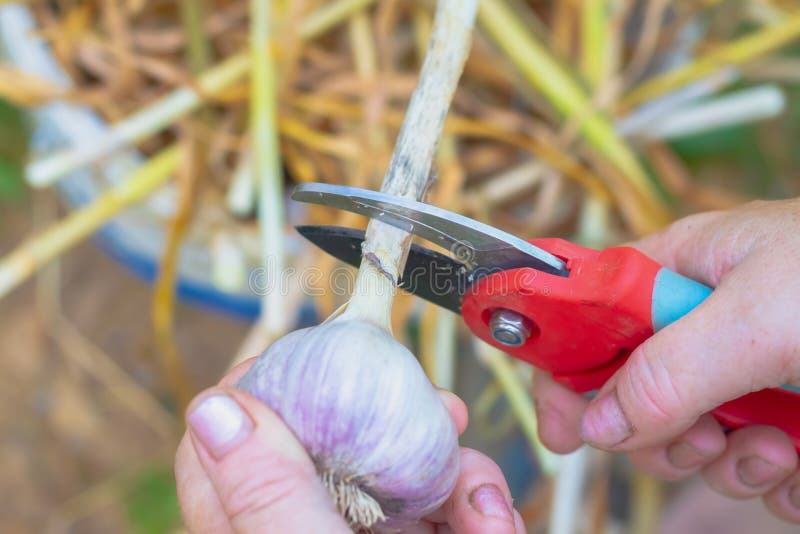 The Vegetable Grower Cuts the Roots and Stems of Garlic with a Pruner ...