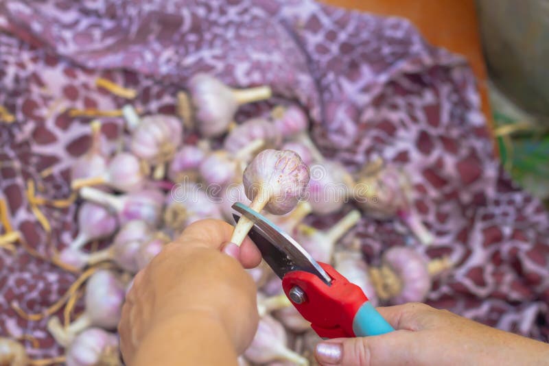 The Vegetable Grower Cuts the Roots and Stems of Garlic with a Pruner ...