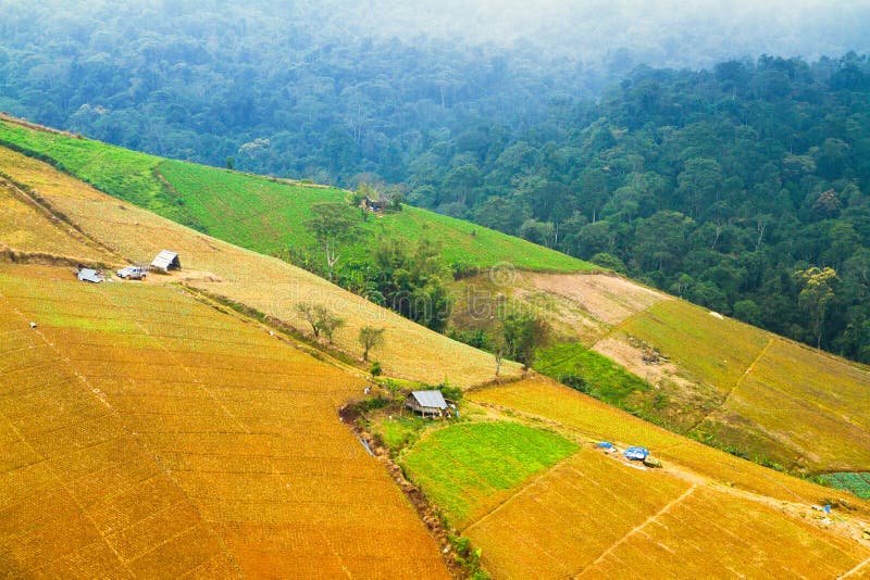 Vegetable Growers in the Valley Stock Photo - Image of county, soil ...