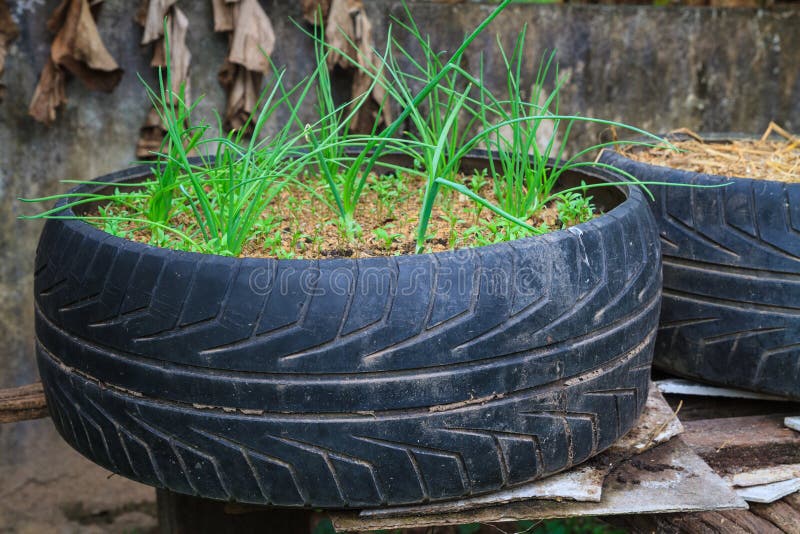 Vegetable Growing in Old Used Tyre Pot Stock Photo - Image of grow ...
