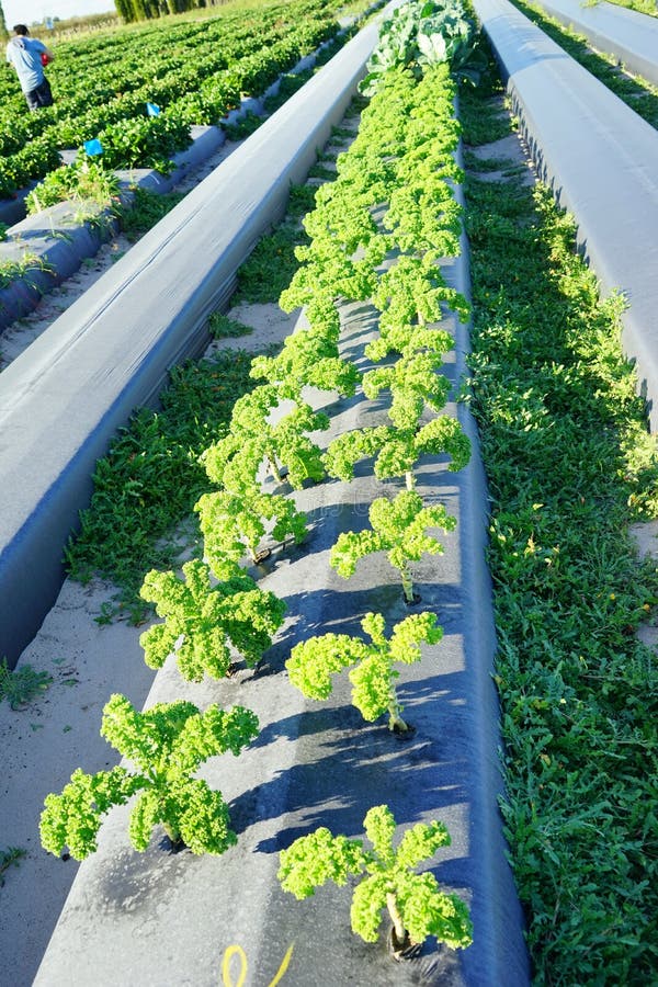 Vegetable harvest stock photo. Image of carrot, fruit - 87308580
