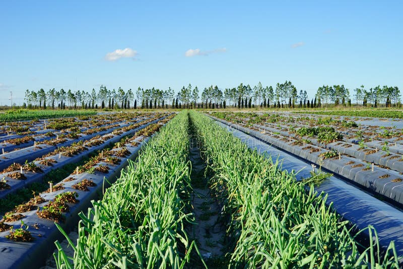 Vegetable harvest stock image. Image of allotment, kale - 87309063