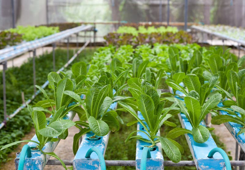 Vegetable house stock photo. Image of green, fresh, gardening - 25684510