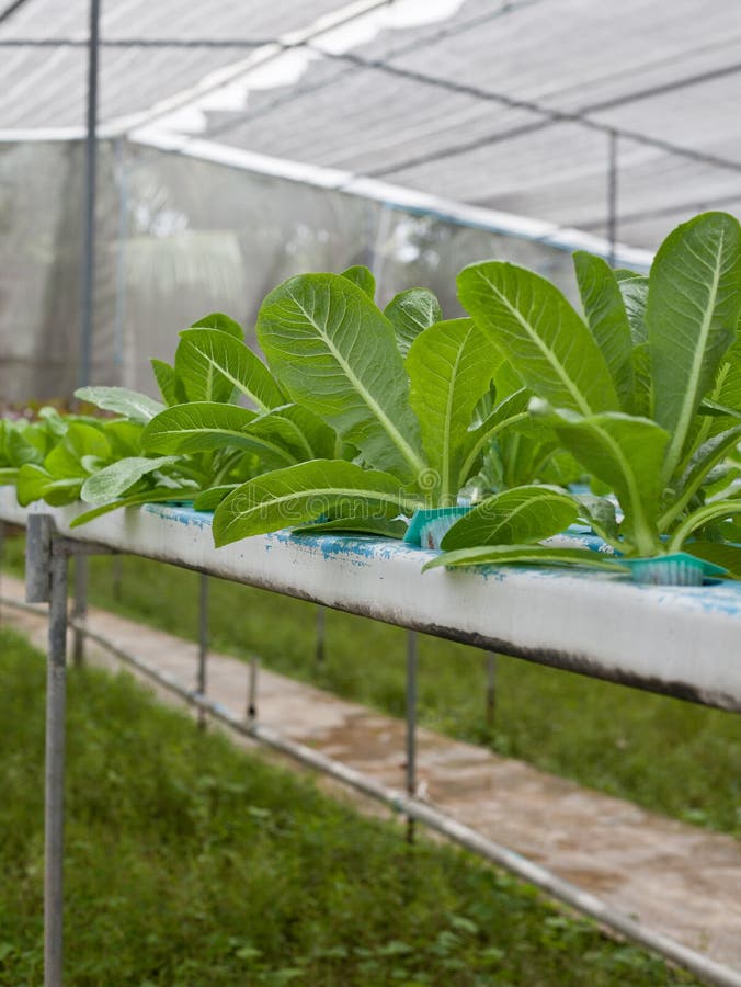 Vegetable house stock photo. Image of grass, healthy - 25686504