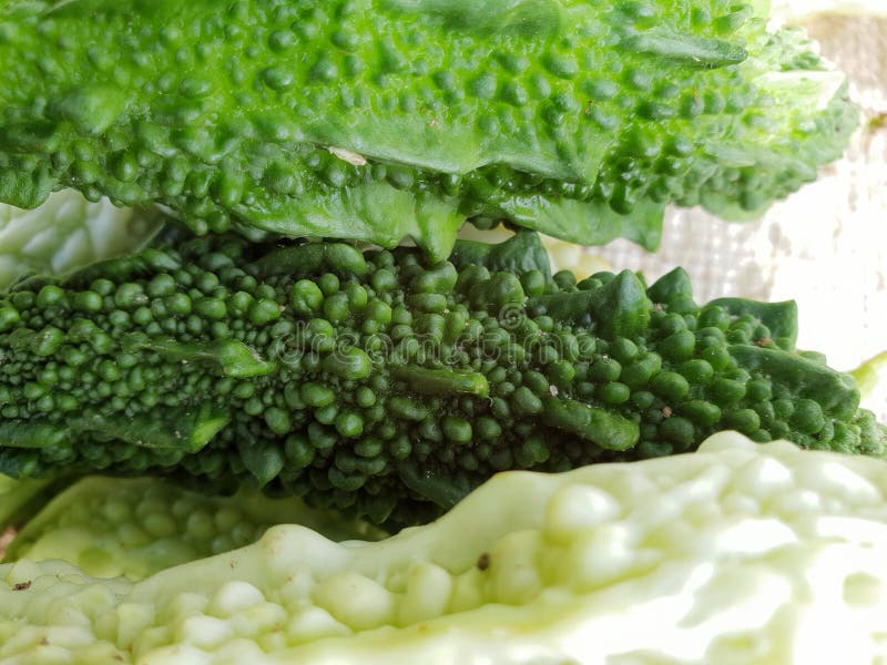 Vegetable stock photo. Image of vegetable, bitter, indian - 120402080