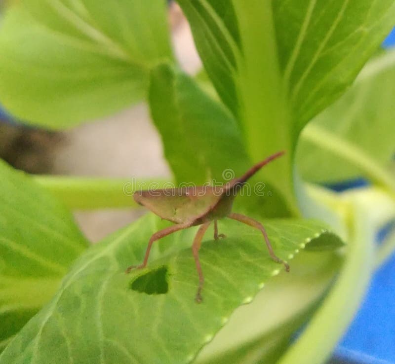 Insect vegetable stock photo. Image of invertebrate - 222249460