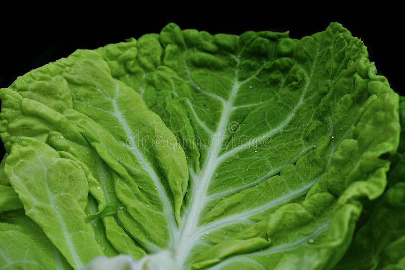 Vegetable, Leaf Vegetable, Leaf, Produce Stock Image - Image of lettuce ...