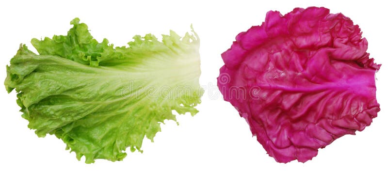 Vegetable leafs stock photo. Image of lecture, violet - 13228008