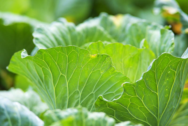 Vegetable leave stock image. Image of cabbage, organic - 82933029