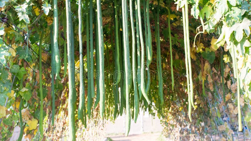 Vegetable Lettuce,Hydroponics Field Agriculture Stock Photo - Image of ...