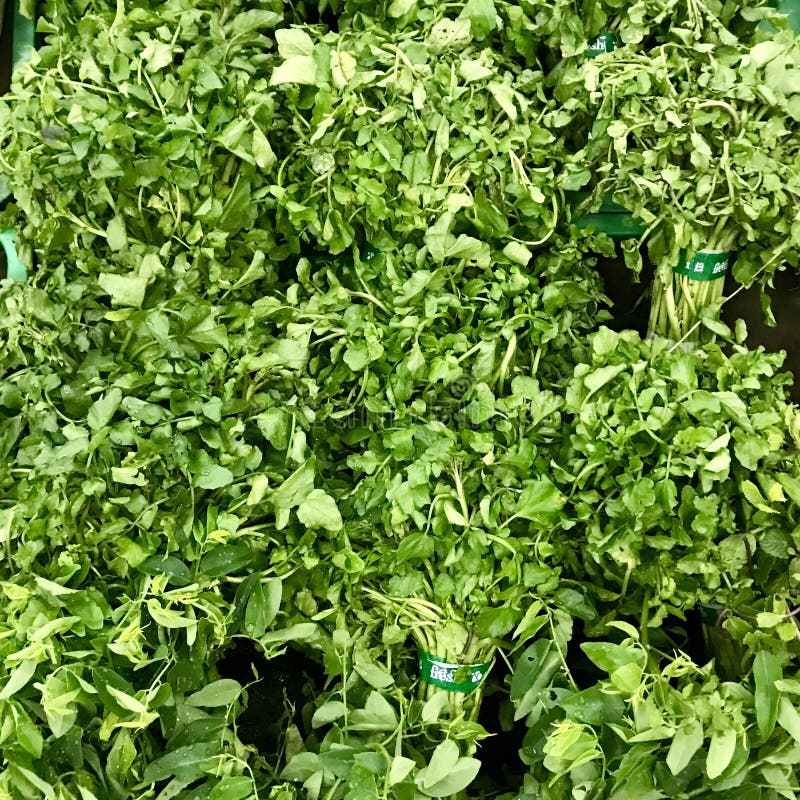 Vegetable in the market stock photo. Image of dynamic - 265211130