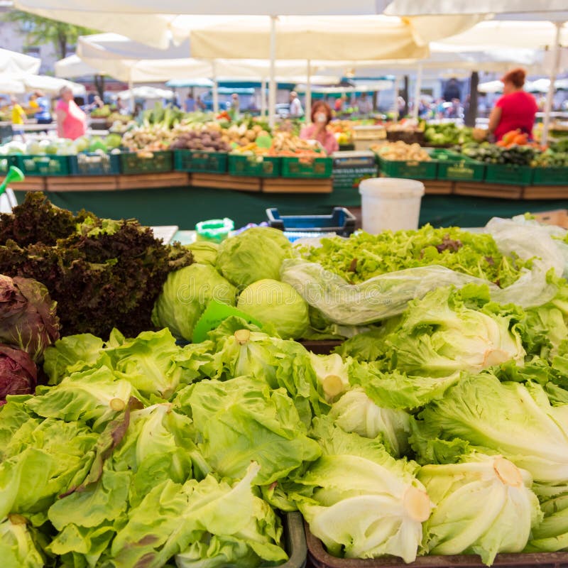 Vegetable market stall. stock photo. Image of cabbage - 43478706
