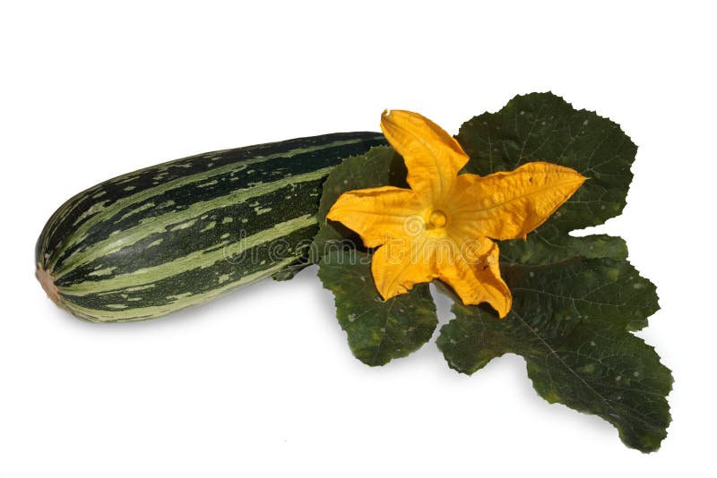 Vegetable marrow stock image. Image of close, farm, eating - 11150089