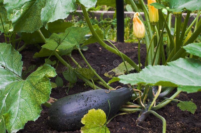 Vegetable marrow stock image. Image of grow, organic - 17227315