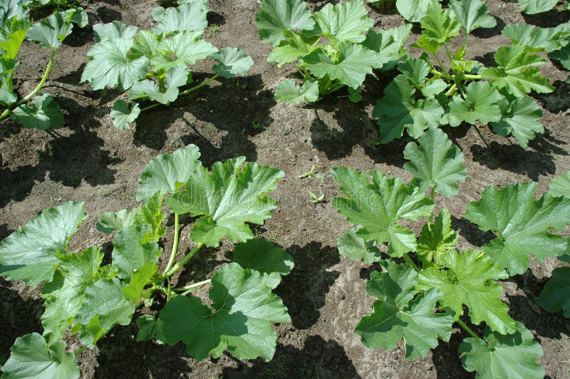 Vegetable marrow stock image. Image of agriculture, meadow - 939867