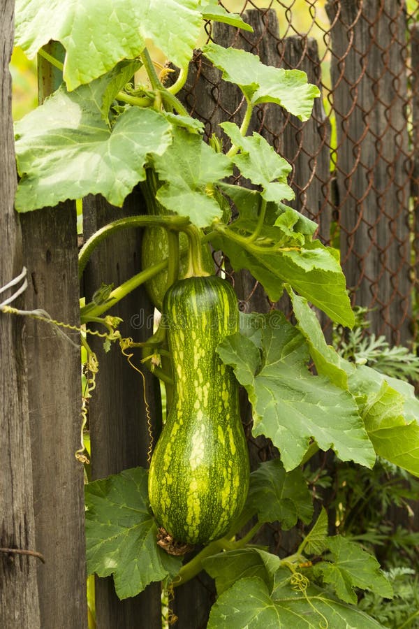 Vegetable marrow stock photo. Image of organic, plant - 2974672