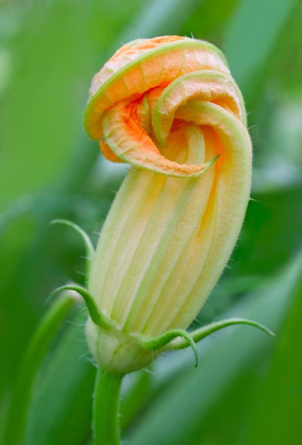 Vegetable marrow flower stock image. Image of flower - 13644643