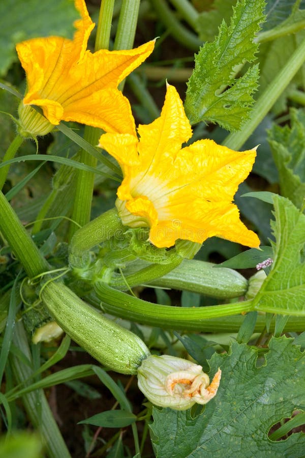 Vegetable Marrow with a Flower Stock Image - Image of rural ...