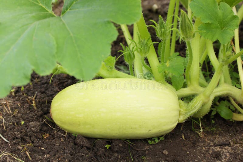 Vegetable marrow stock image. Image of fresh, growth - 33302701