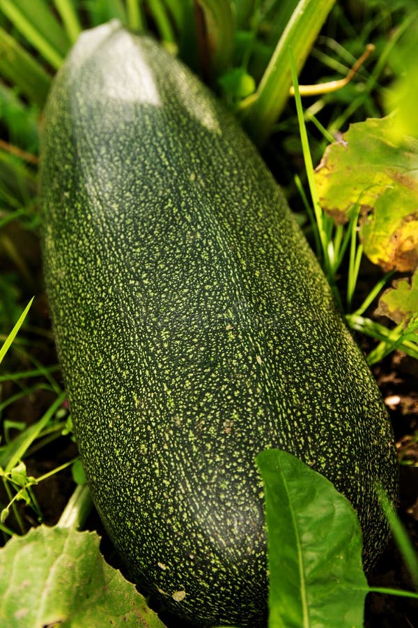 Vegetable Marrow Grows in a Garden Stock Image - Image of ecofriendly ...