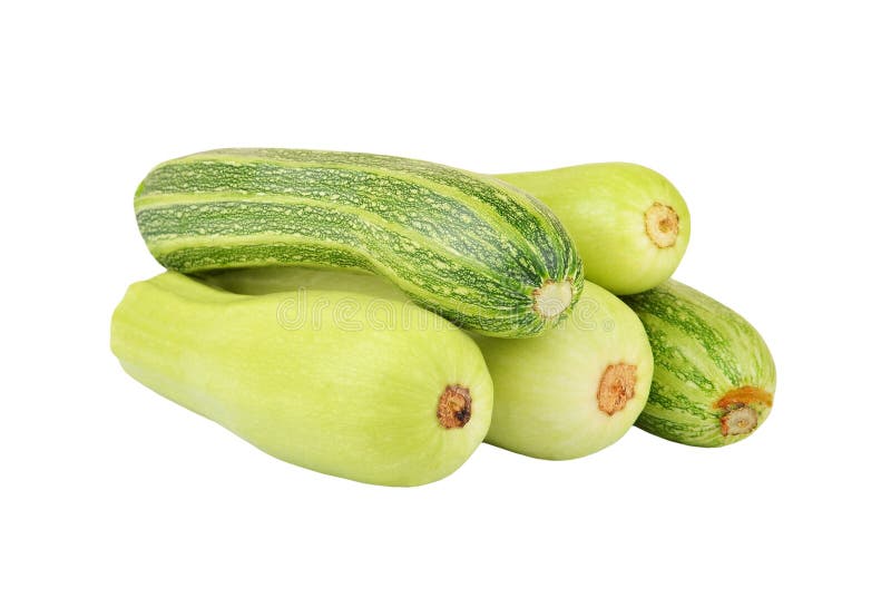 Vegetable Marrow (zucchini) Stock Image - Image of plant, eating: 78527459