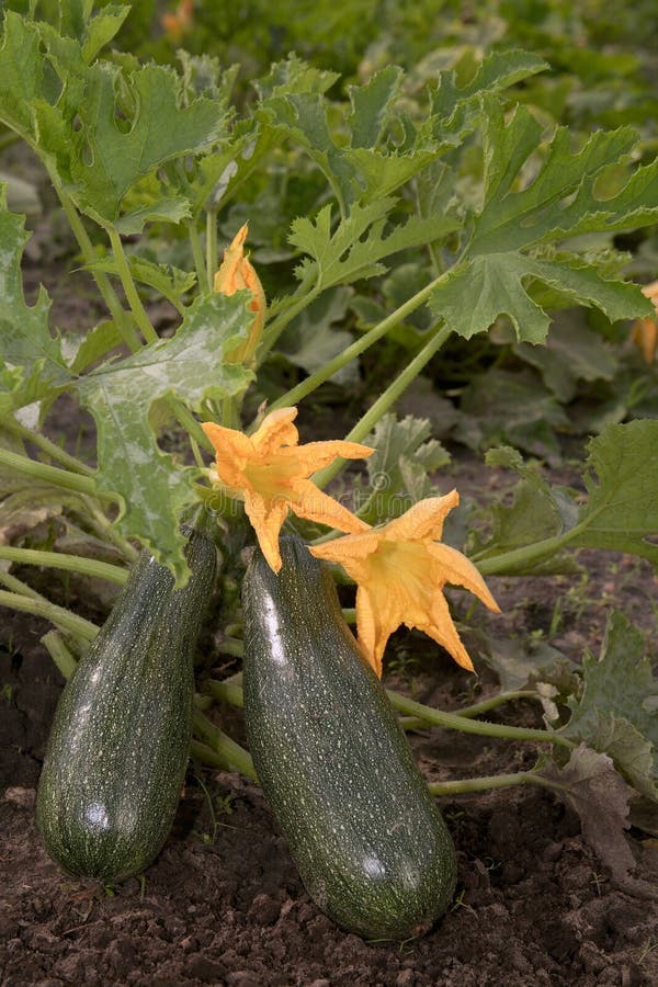 Vegetable marrows stock image. Image of dirt, nature - 15134069