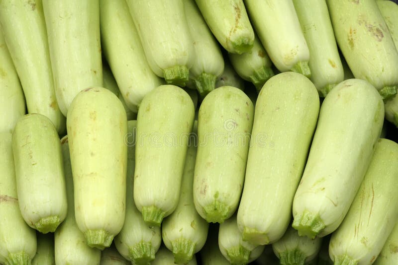 Vegetable Marrows stock image. Image of lowcalorie, sell - 34859435
