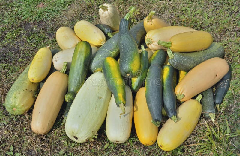 Vegetable marrows 29 stock image. Image of crop, cultivated - 48446171