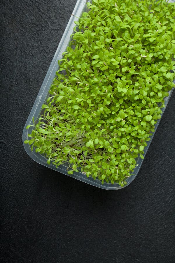 Vegetable Micro Greens in a Plastic Container on a Black Background ...