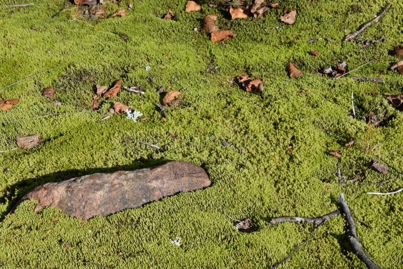 Vegetable Moss on the Ground of the Canadian Forest Stock Image - Image ...