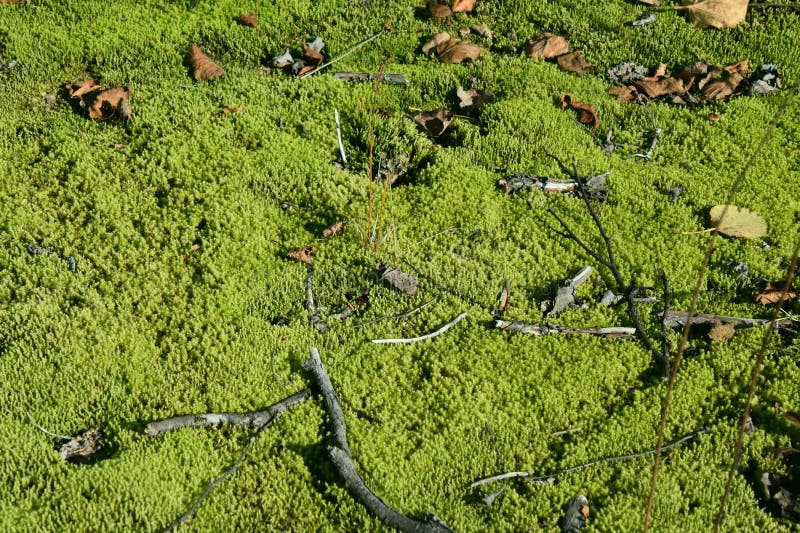 Vegetable Moss on the Ground of the Canadian Forest Stock Photo - Image ...